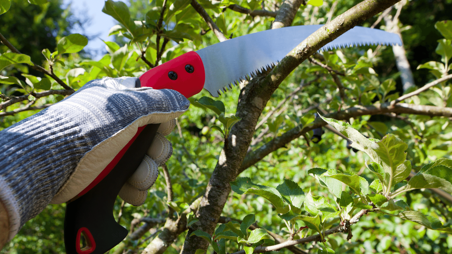 10 Best Hand Pruning Saws In 2024 Handyman Dream 10 Best Hand Pruning Saws In 2024 Handyman Dream